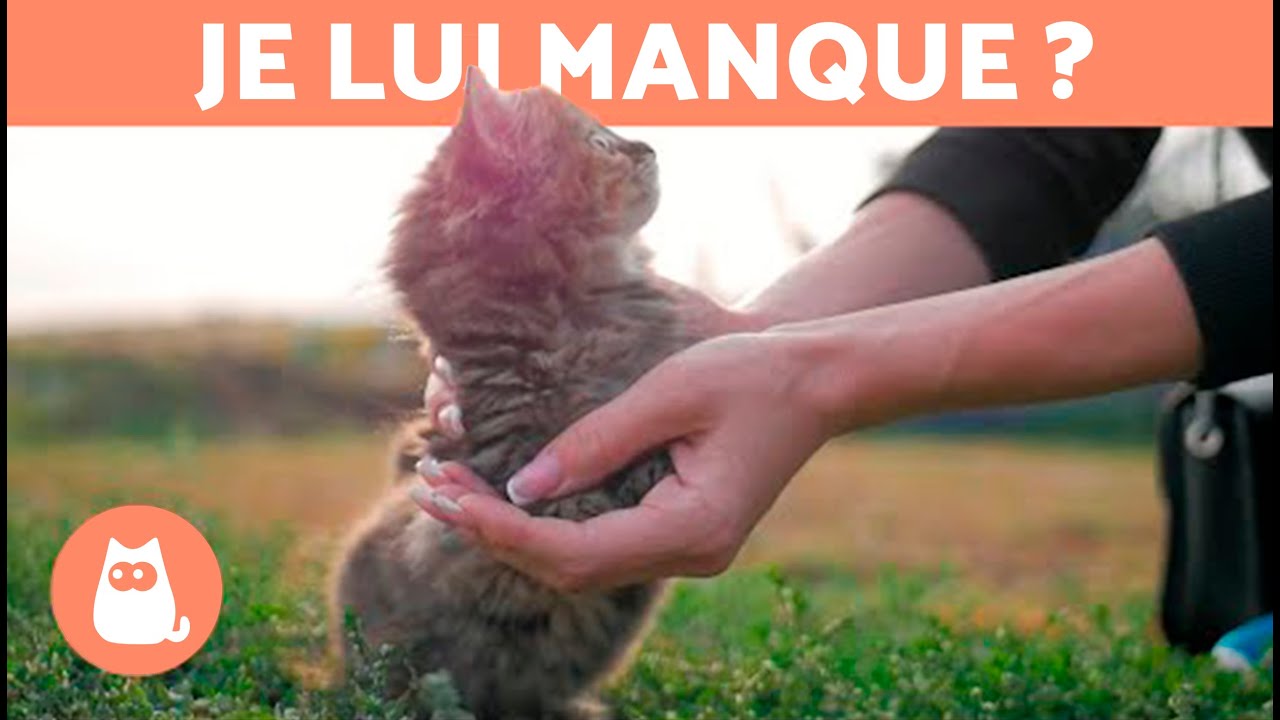 Est-ce que je MANQUE à mon CHAT 🐱 ? - YouTube