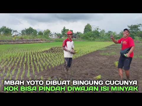 CERITA‼️DARI SAWAH MBAH MARYOTO PADI JAGUNG CABAI SUBUR MENGHIJAU DAN MBAH PUTRI NDAUT SAMA CUCUNYA