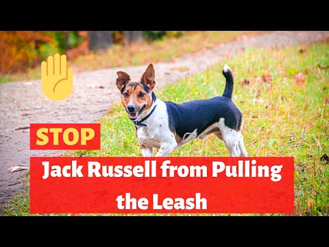 How do you stop the leash tugging of your Jack Russell puppy? [Complete ...