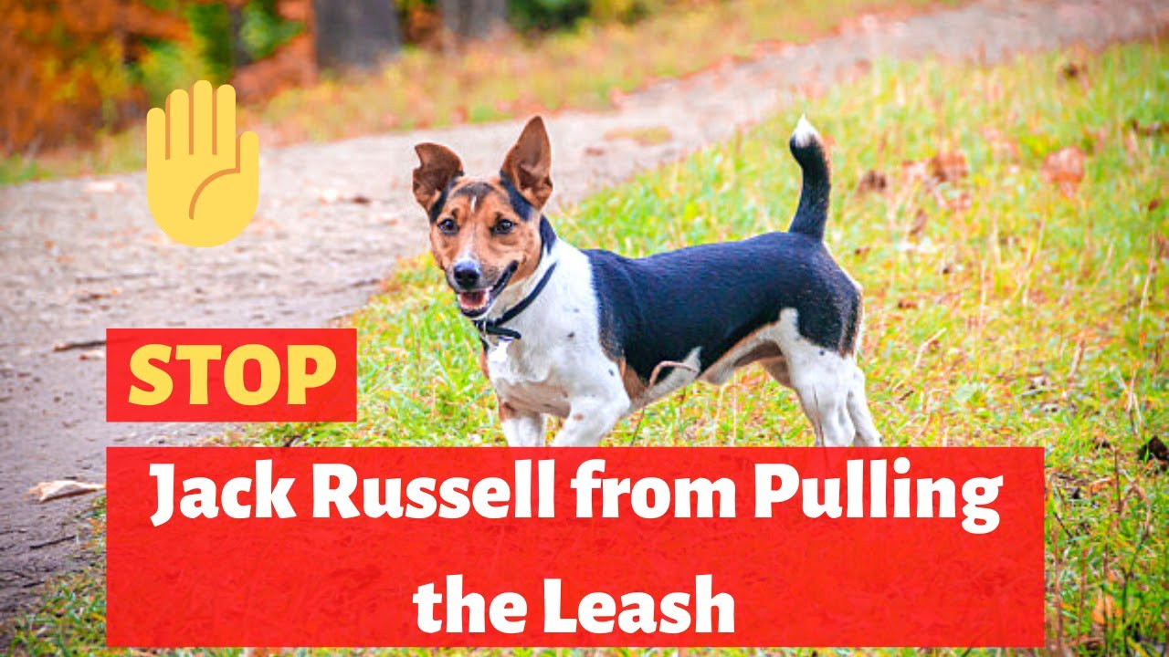 How to stop your Jack Russell puppy from pulling the leash? - YouTube