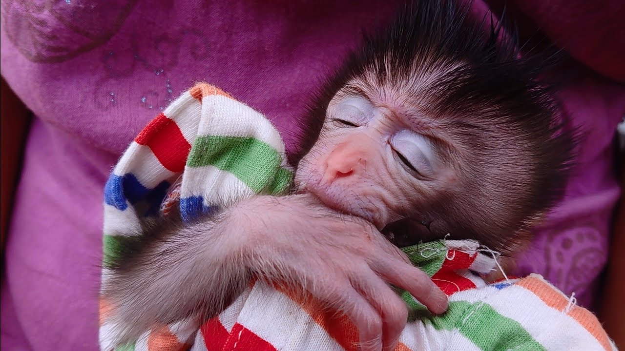 Baby Monyet Putih Bersih Imut imut - YouTube