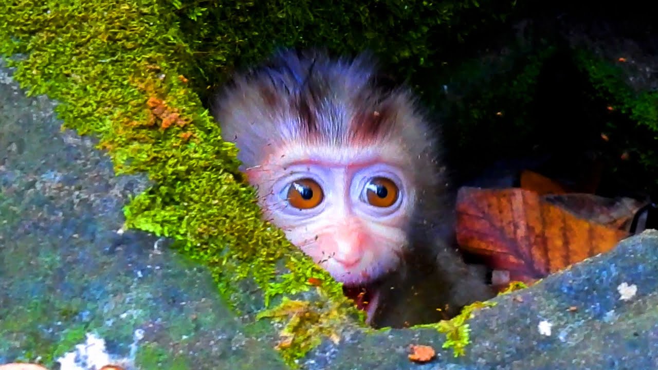 OMG.! Baby Rainbow screaming calling mum pick up her from hole stone ...