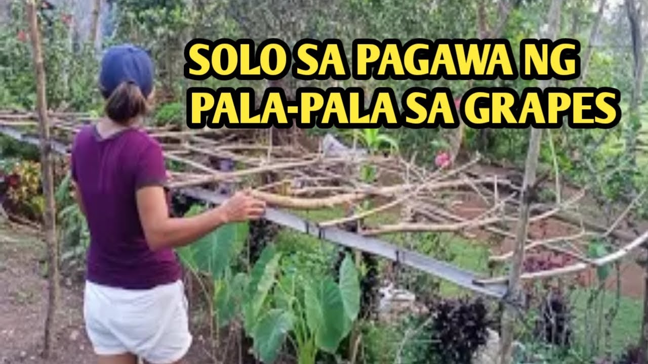 GANITO MAGAWA NG PALA-PALA SI INDAY PARA SA MGA GRAPES, MATIBAY KAYA ...