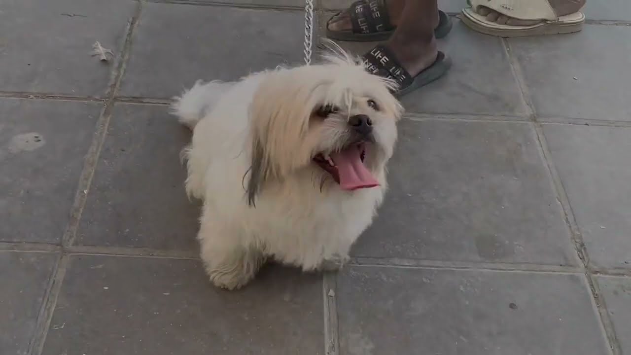 Exotic pet market & wild animals market in Riyadh Saudi Arabia with all ...