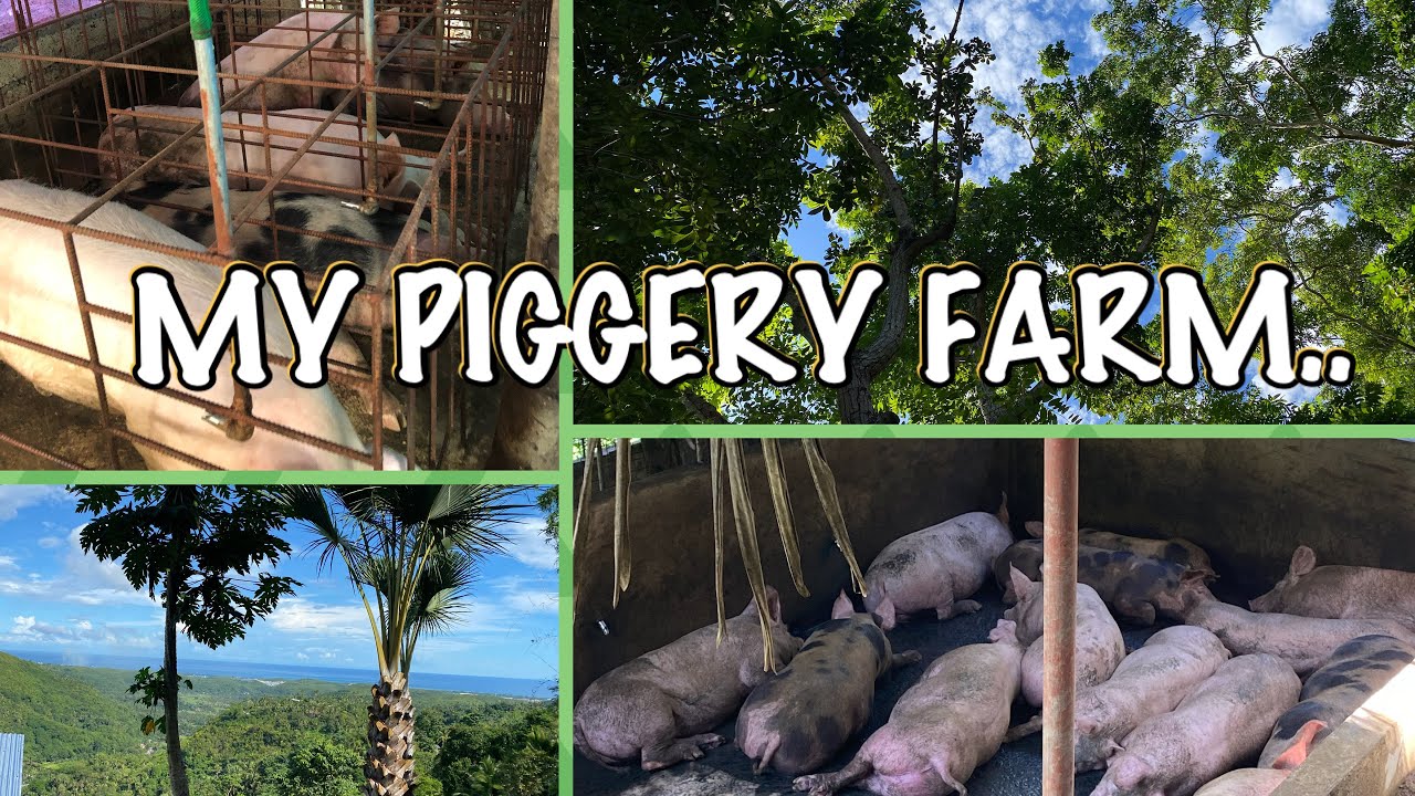 MY PIGGERY FARM | LILOAN CEBU - YouTube
