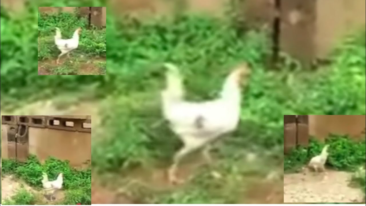A Chicken seen praising God: Why religion is messing with peoples heads ...