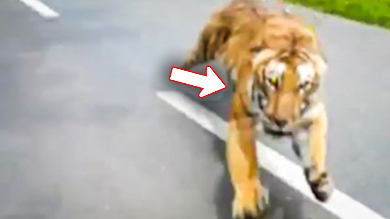 The Most TERRIFYING Tiger Encounters Of All Time - YouTube