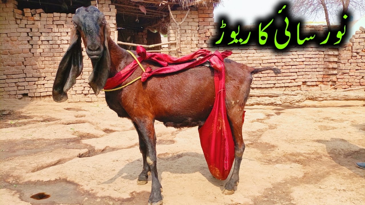 Khundii Goat Of Noor Saayii || Amritsari Milking Beetal Goats in ...