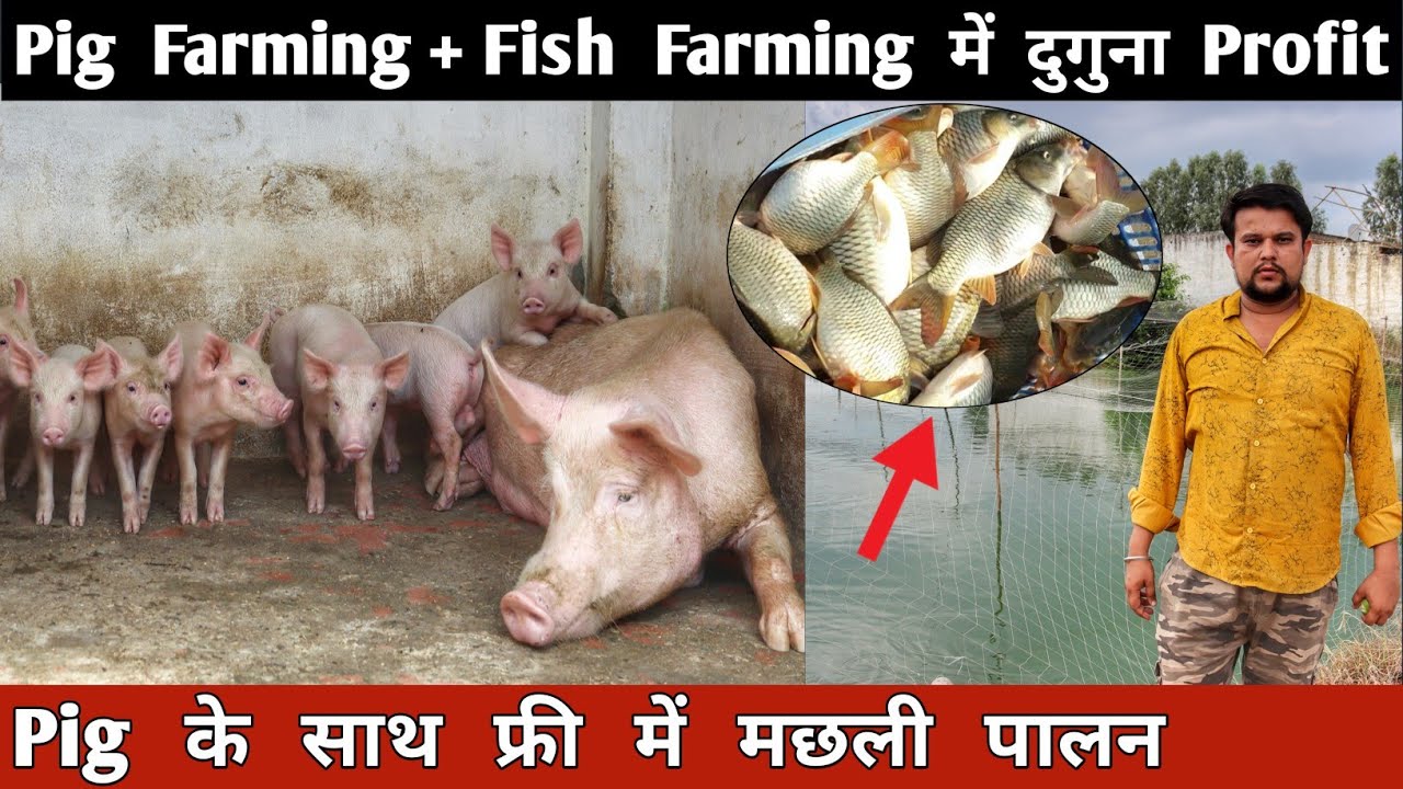 Pig Farming + Fish Farming में दुगना Profit | Pig के साथ फ्री में ...