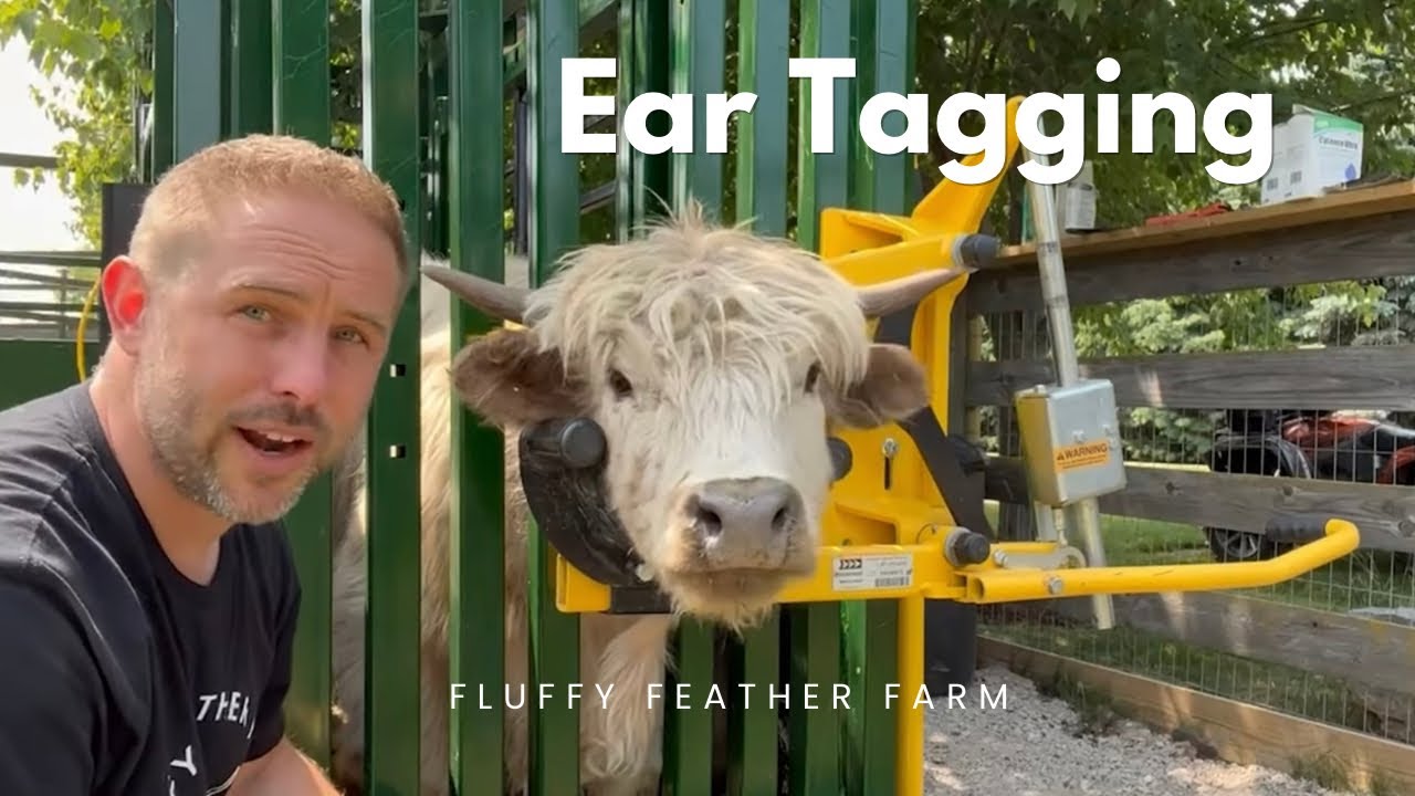 Ear Tagging - YouTube