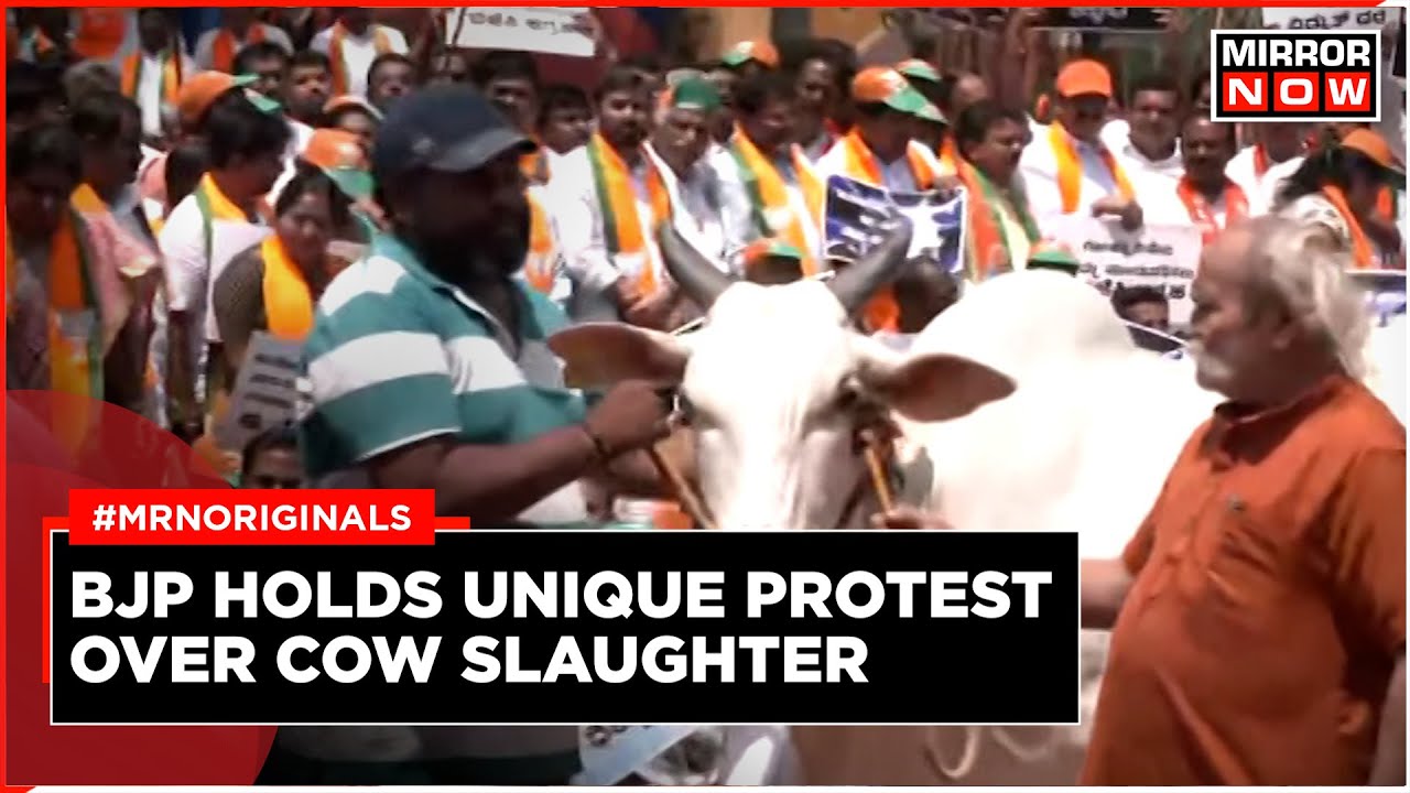 BJP vs Congress | BJP Workers Protest With Cows | Anti-Cow Slaughter ...