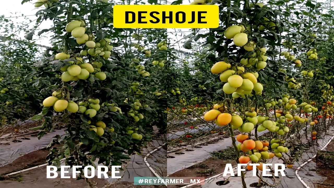 Deshoje y poda de plantas de tomate indeterminado en invernadero - YouTube
