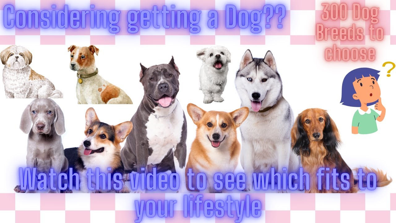 How to choose Perfect dog fits your lifestyle | Things to consider to ...