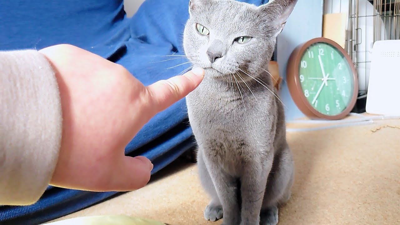 【猫動画】遊んでたけど不機嫌になっちゃうロシアンブルー【russianbule】I was playing with Russian Blue ...