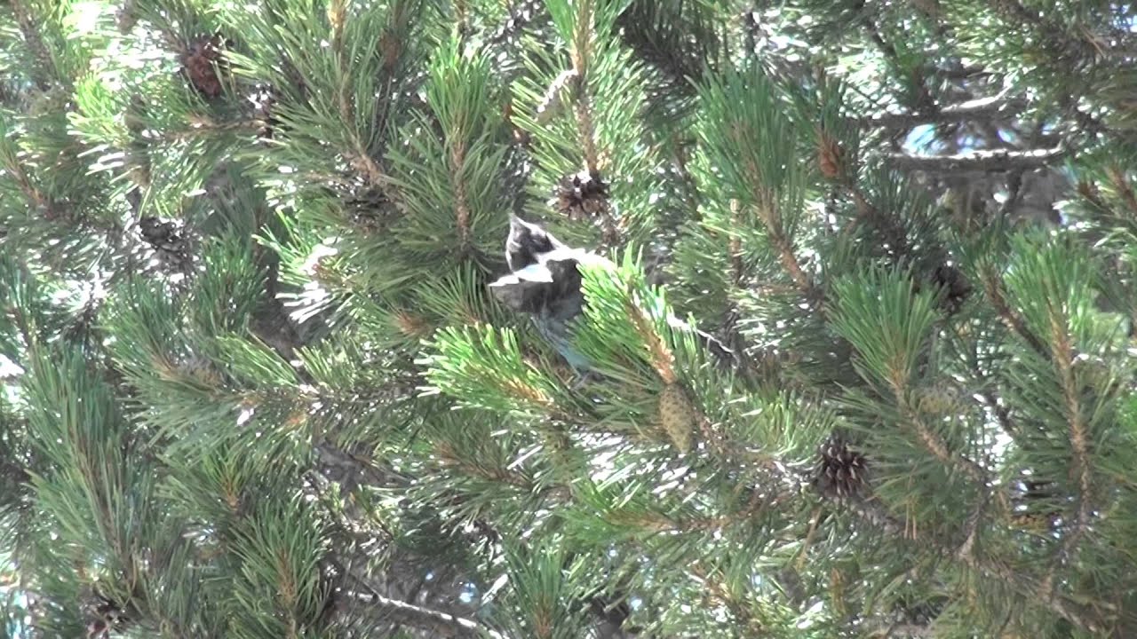 Wildlife in Sequoia National Park, USA - YouTube