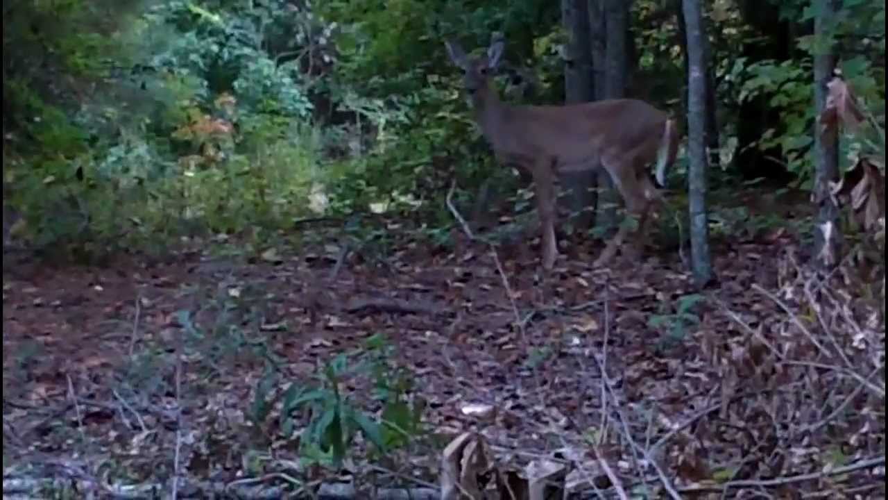 Fall Deer Hunting - YouTube