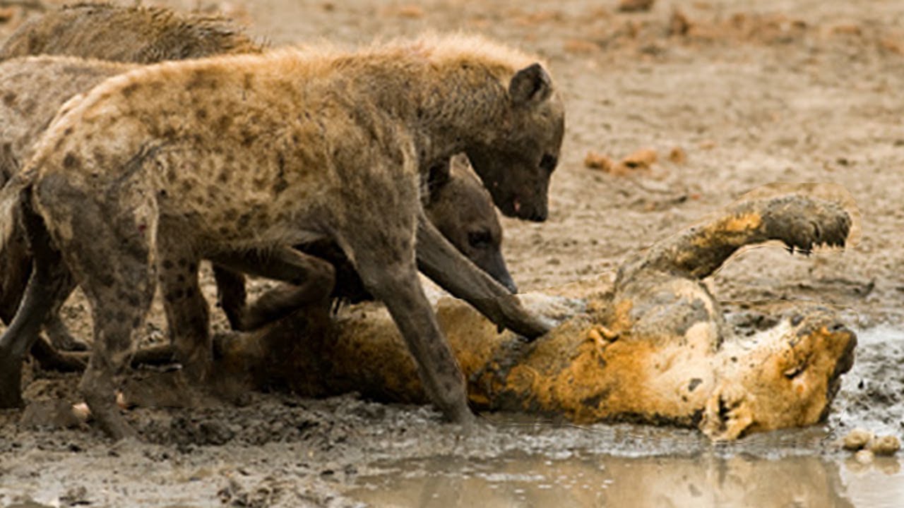 Scary Hyenas Revenge! Lion Was Torn To Pieces By Angry Hyenas In The ...