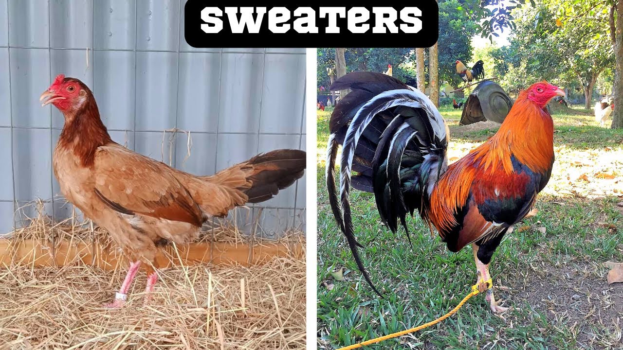 𝐋𝐨𝐫𝐞𝐧𝐳 & 𝐋𝐚𝐫𝐞𝐧𝐳 𝐋𝐚𝐠𝐨𝐧 | 𝐒𝐚𝐧 𝐏𝐚𝐛𝐥𝐨 𝐋𝐚𝐠𝐮𝐧𝐚 | 𝐏𝐨𝐮𝐥𝐭𝐫𝐲 𝐒𝐡𝐨𝐰 - YouTube