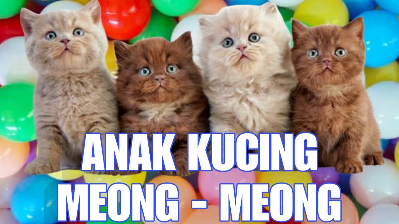 ANAK KUCING MEONG MEONG‼️ ANAK KUCING GEMOY‼️KUCING MEONG MEONG # ...