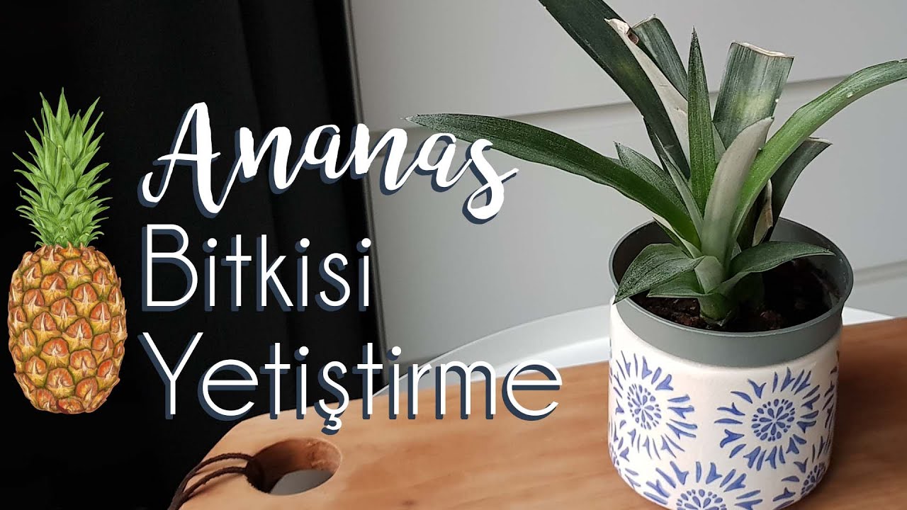 Ananas Bitkisi Nasıl Yetiştirilir? Saksıda Ananas Yetiştirme ~ Part 1 ...