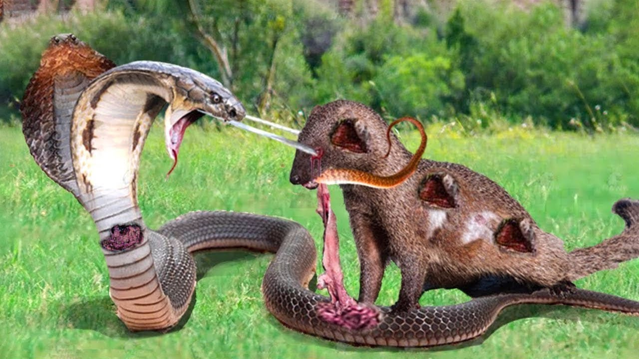 Moment King Cobra Spits Venom Trying To Kill Mongoose While Bein ...