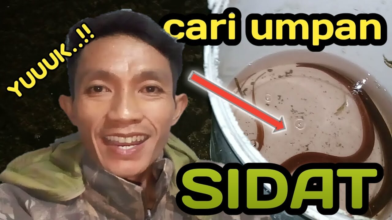 mencari umpan sidat || mang imunk mancing - YouTube