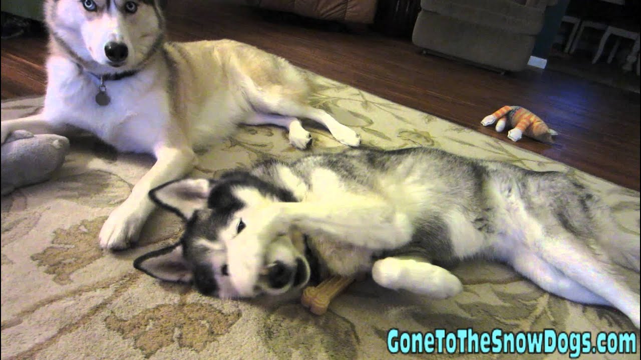 Siberian Husky at Play - Dog Fight Shiloh and Shelby the Bad Dogs - YouTube