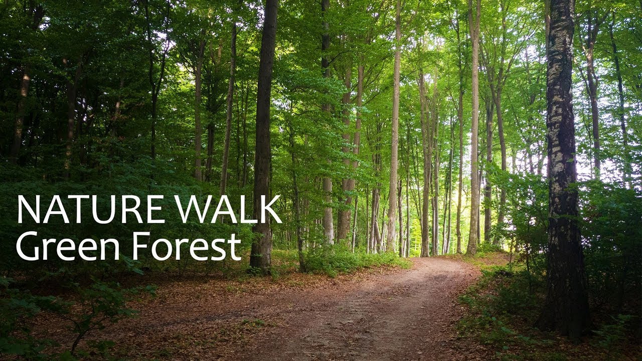 Nature Walk with bird sounds - Green Forest during summer sunset - YouTube