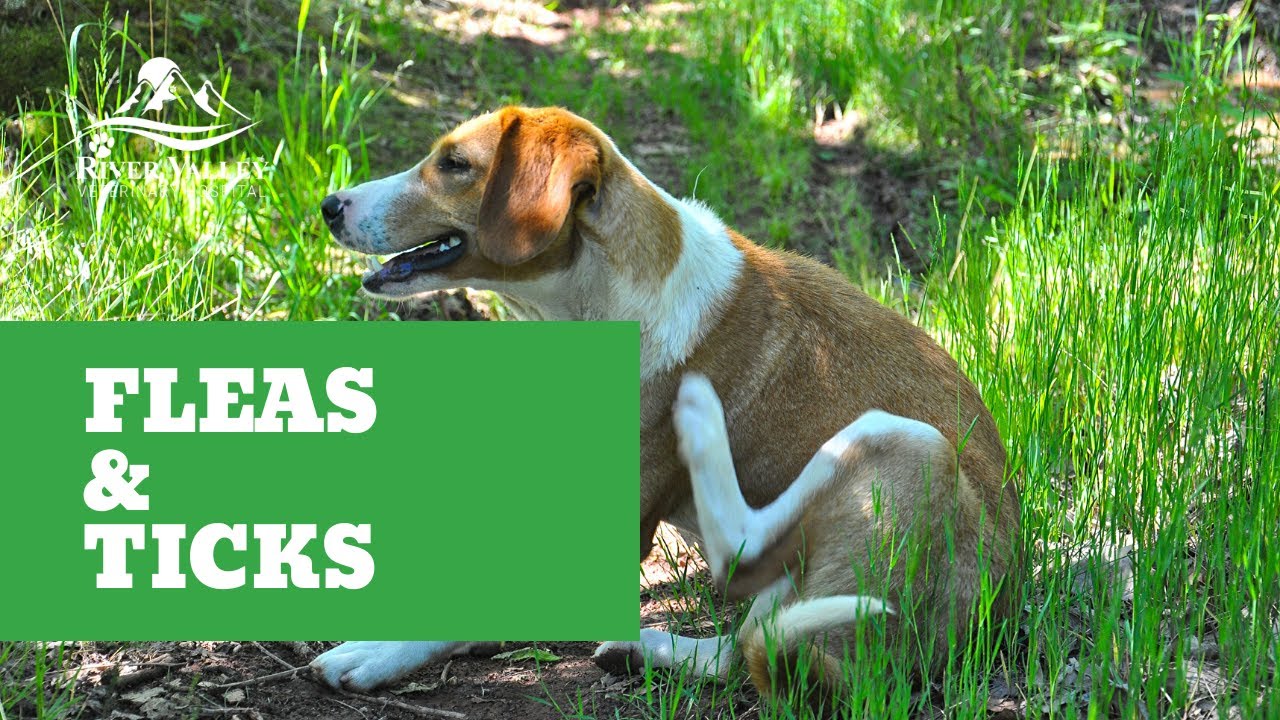 Fox Chapel Veterinarian | Fleas & Ticks - YouTube