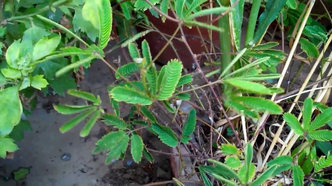 Chui Mui/Touch me not Plant - YouTube