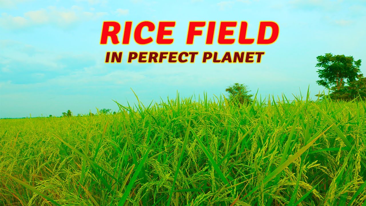Rice field in perfect planet for healthy 8242 - YouTube