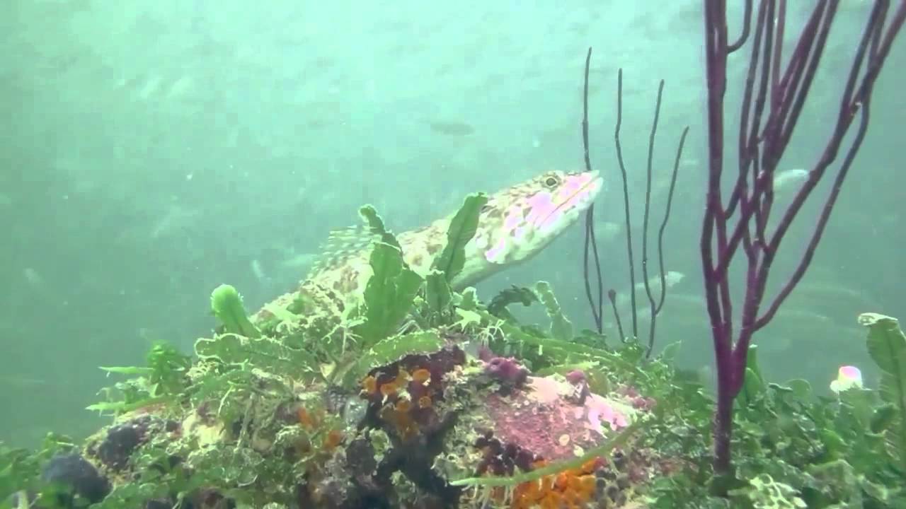 Scuba Diving - Sept 24 2011 Reef Clean-Up Dive Trip_2 - YouTube