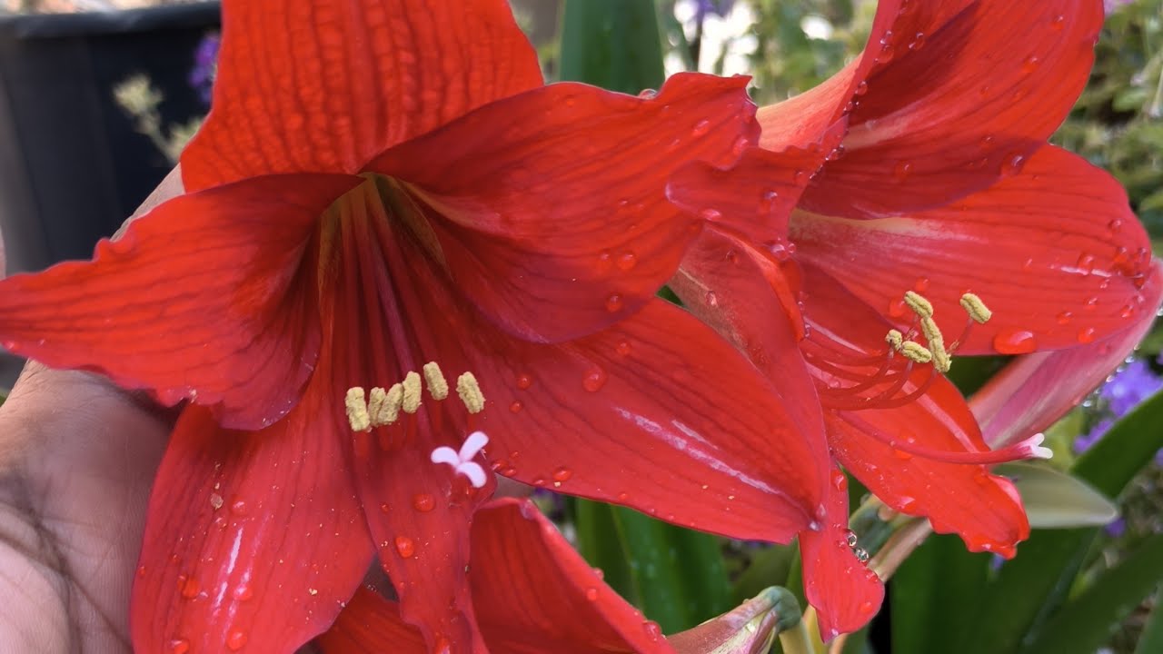how to grow and care Amary Lily flowering plant in summer, Samar Mein ...