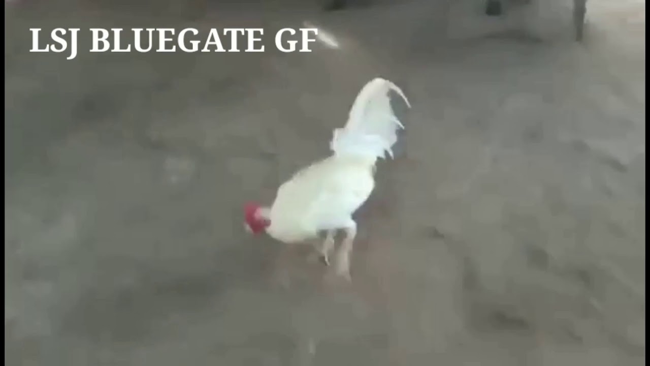 Kidlat white kelso ( Circle L joey lacson) - YouTube