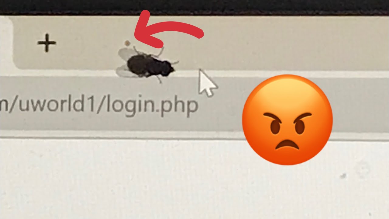 This House fly poop on my laptop 🤢 @NasDaily - YouTube