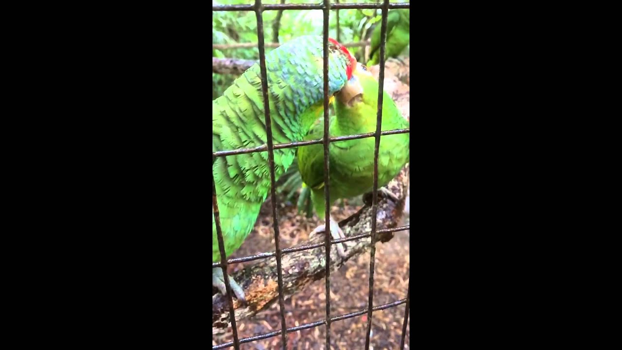 Two Parrots in Belize - YouTube