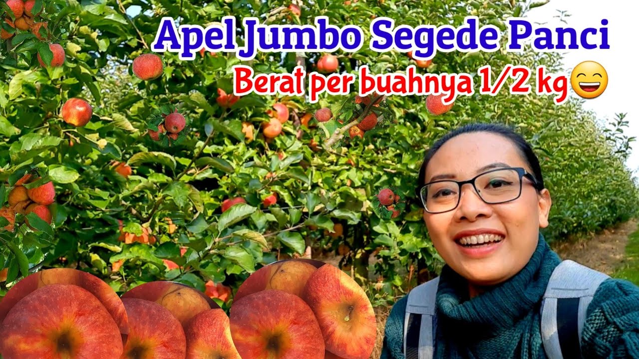 HARVESTING APPLE IN FARM | PANEN APEL MERAH HANYA YANG SUPER JUMBO DI ...