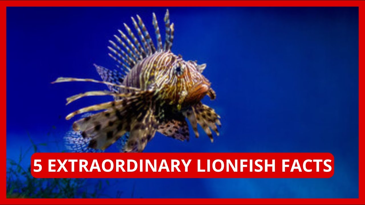 5 EXTRAORDINARY LIONFISH FACTS🦁🐟 - YouTube