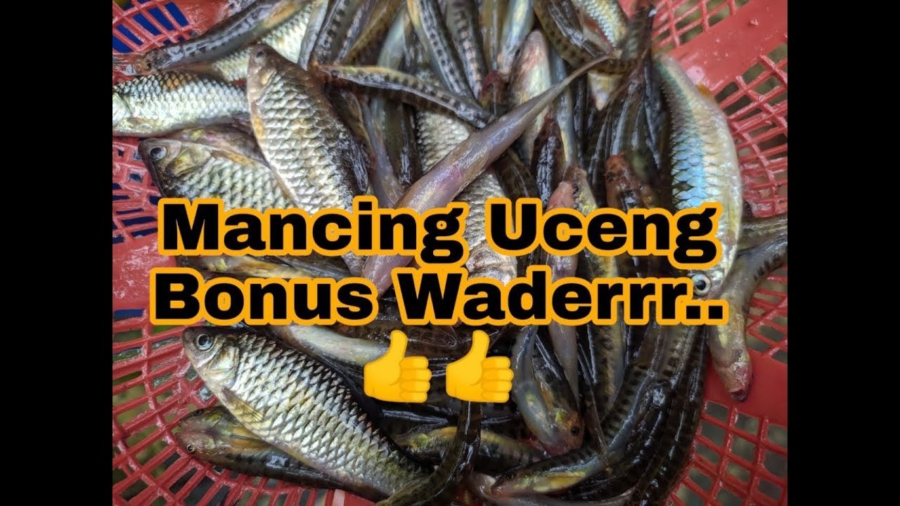 mancing ikan uceng - YouTube
