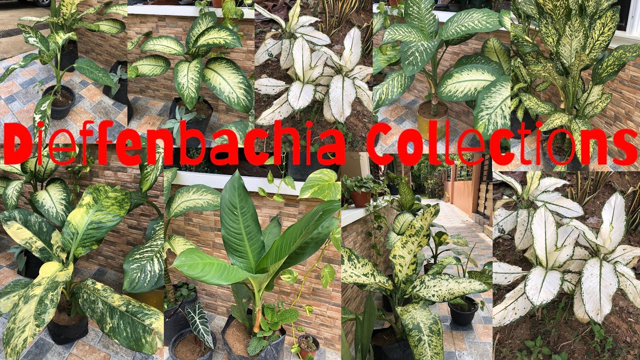 How to care for Dieffenbachia/ Dumb cane! Poisonous/Toxic Plants ...