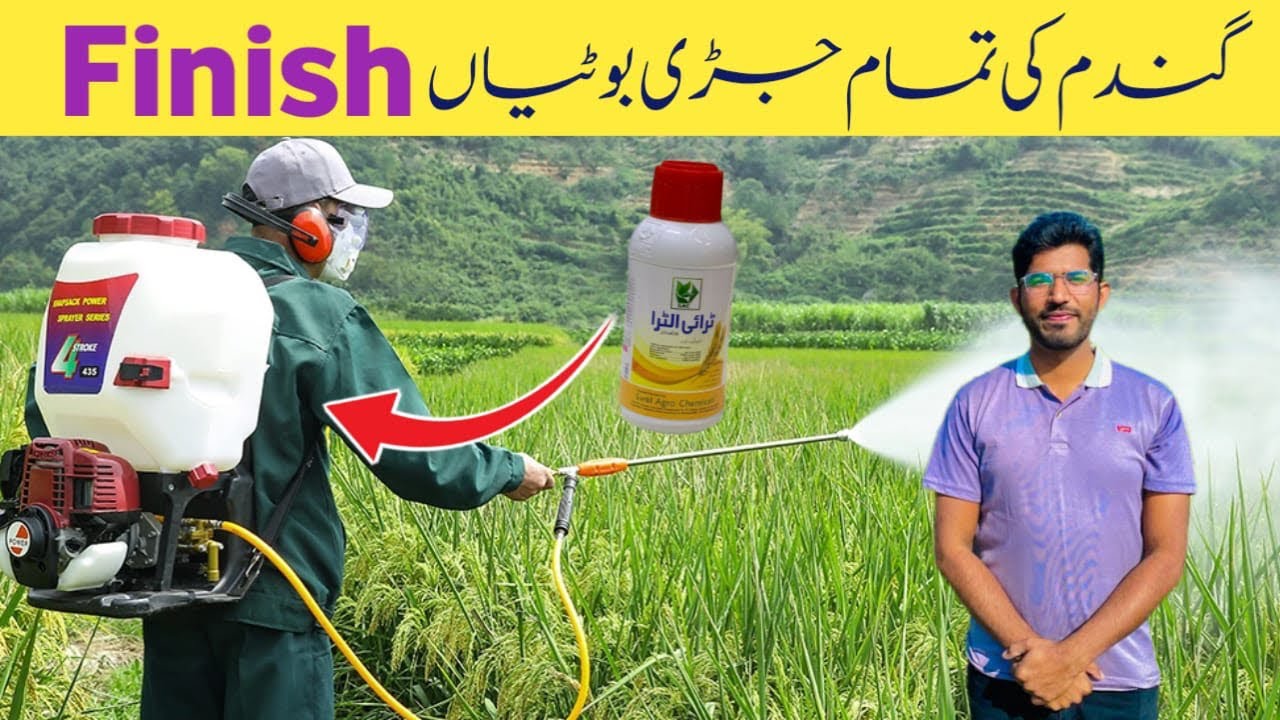 How to Grow Wheat | Wheat Manual Saprey | Wheat Crops Farming - YouTube