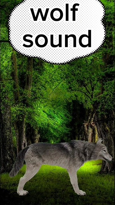 wolf sound | suara serigala #serigala #wolfsound #shorts - YouTube