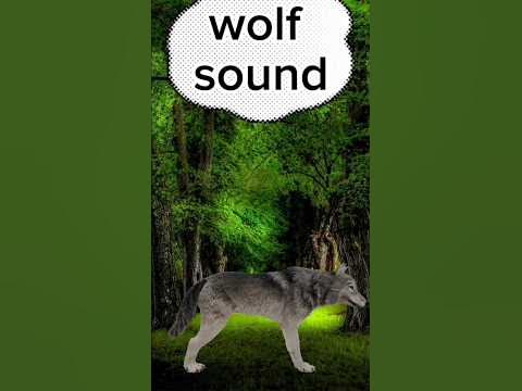 wolf sound | suara serigala #serigala #wolfsound #shorts - YouTube