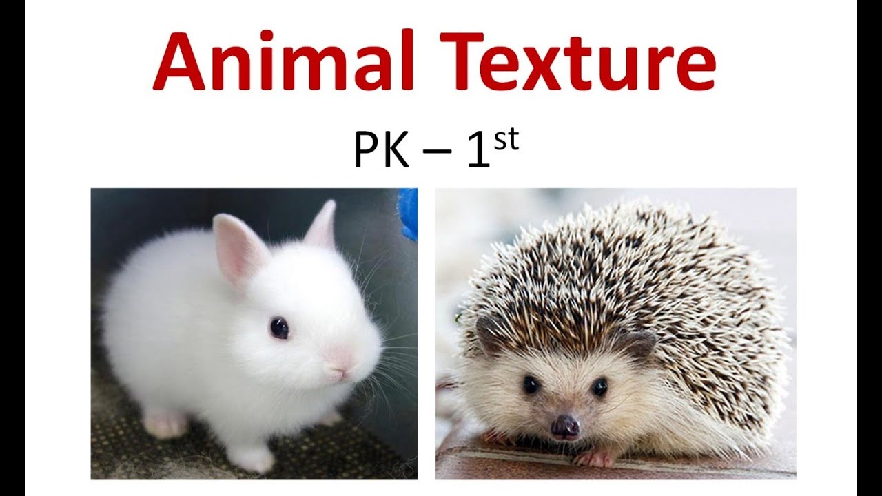 ANIMAL TEXTURE Art Curriculum 4 easy PreK Kinder lessons for Elementary ...