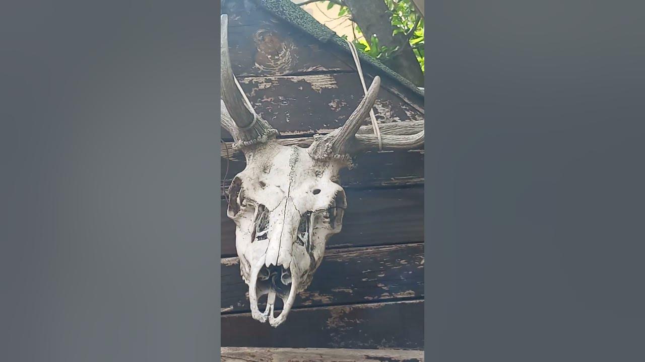 Teschio con corna di cervo !!! - YouTube