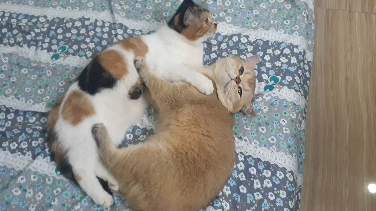 Male cat BoBo meets a new female cat for the first time, will he be ...