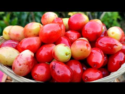 Kızılcık Yetiştiriciliği | Kızılcık Nasıl Yetiştirilir? | Kızılcık Nerede Yetişir?