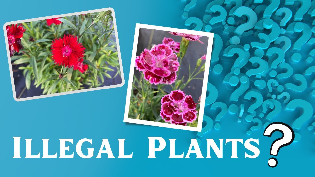 What's the deal with Patented plants? Should I have them in my nursery ...