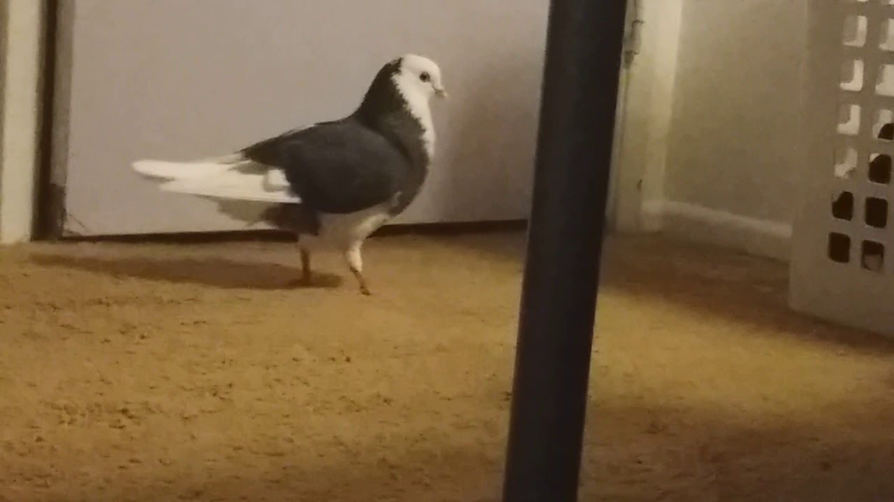 ninolbelieve matrix wants more pigeon videos - YouTube