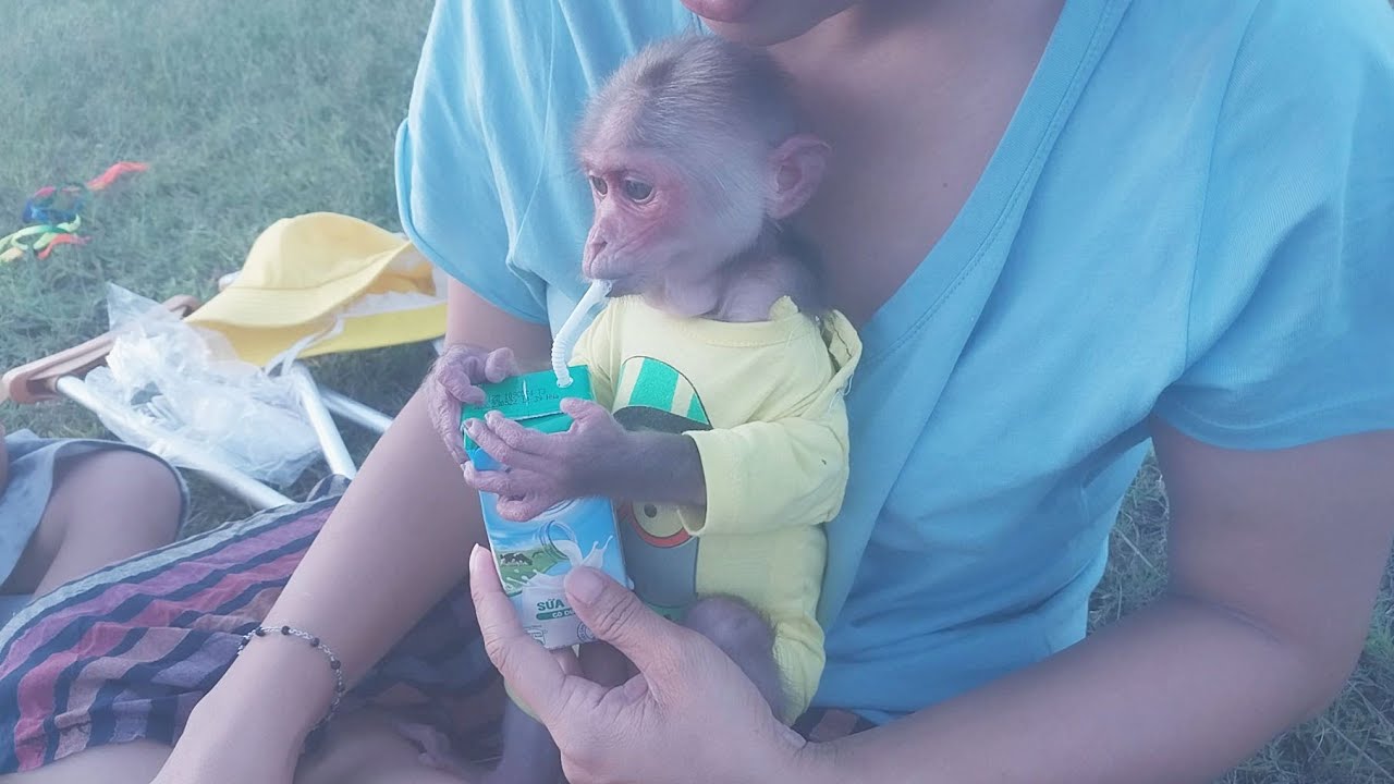 Baby monkey Bob comfortably drinks milk in the direction of cool nature ...